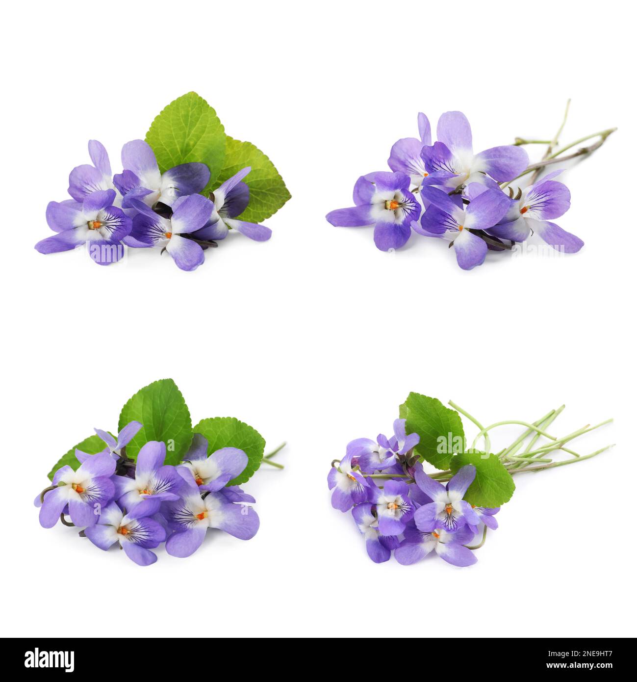 Set with beautiful wood violets on white background. Spring flowers ...