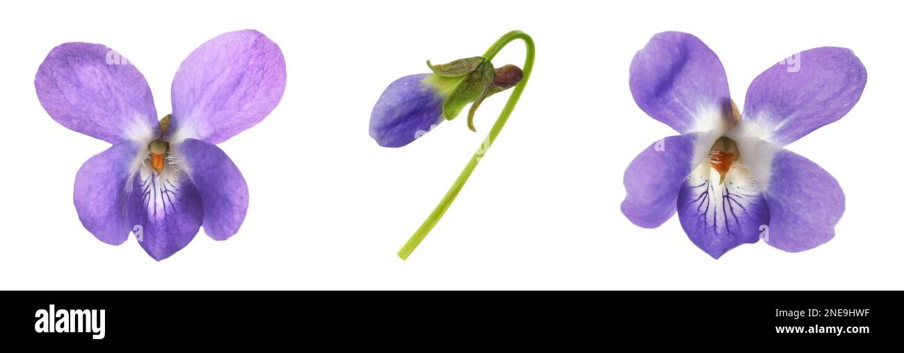 Set with beautiful wood violets on white background, banner design ...