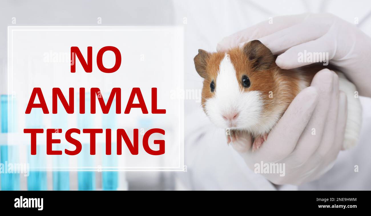 NO ANIMAL TESTING. Scientist with guinea pig, closeup Stock Photo - Alamy