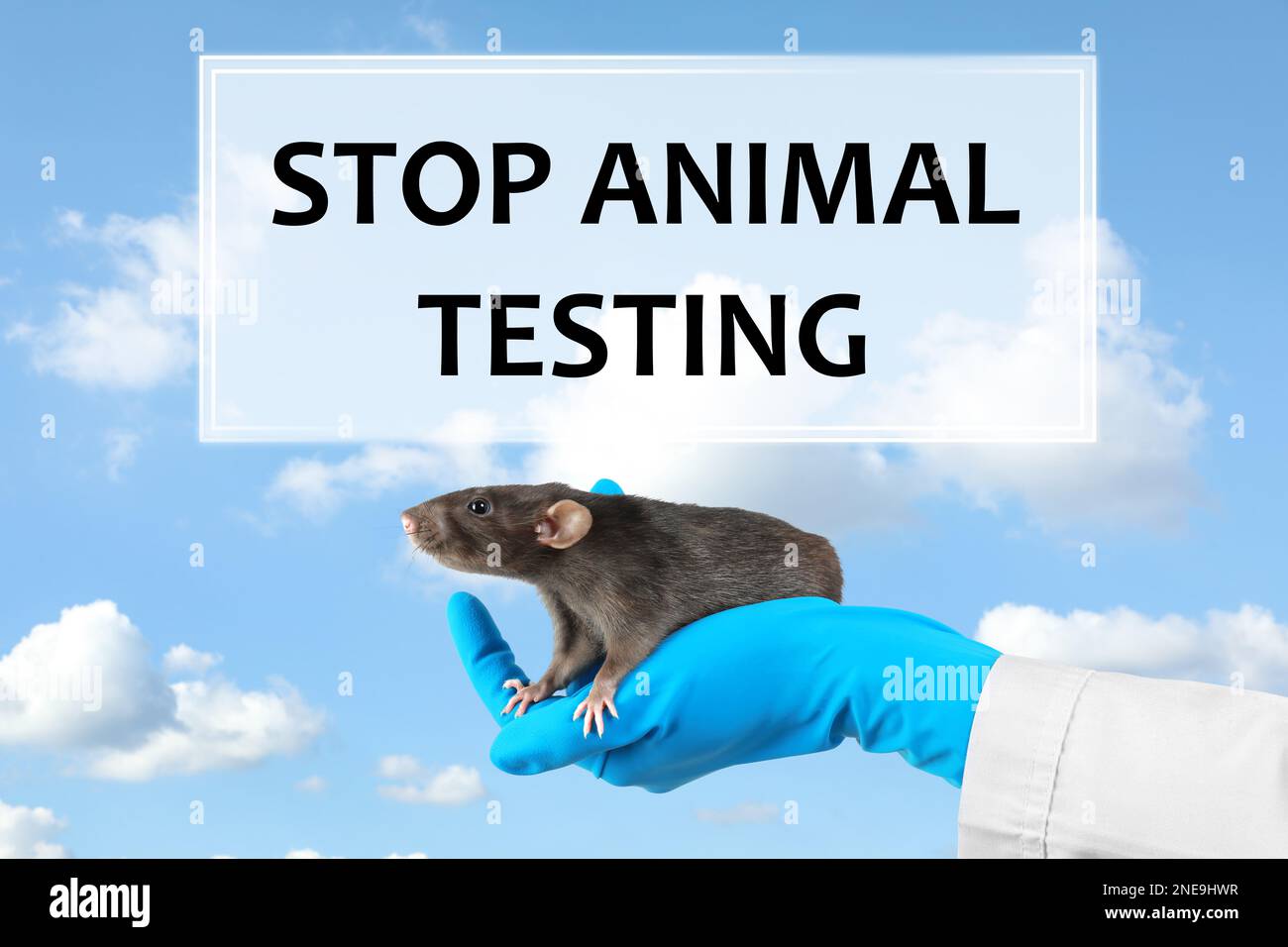 STOP ANIMAL TESTING. Scientist holding laboratory rat against blue sky ...