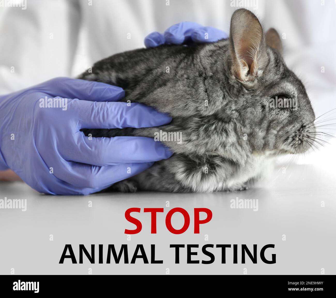 Animal testing cage hi-res stock photography and images - Alamy