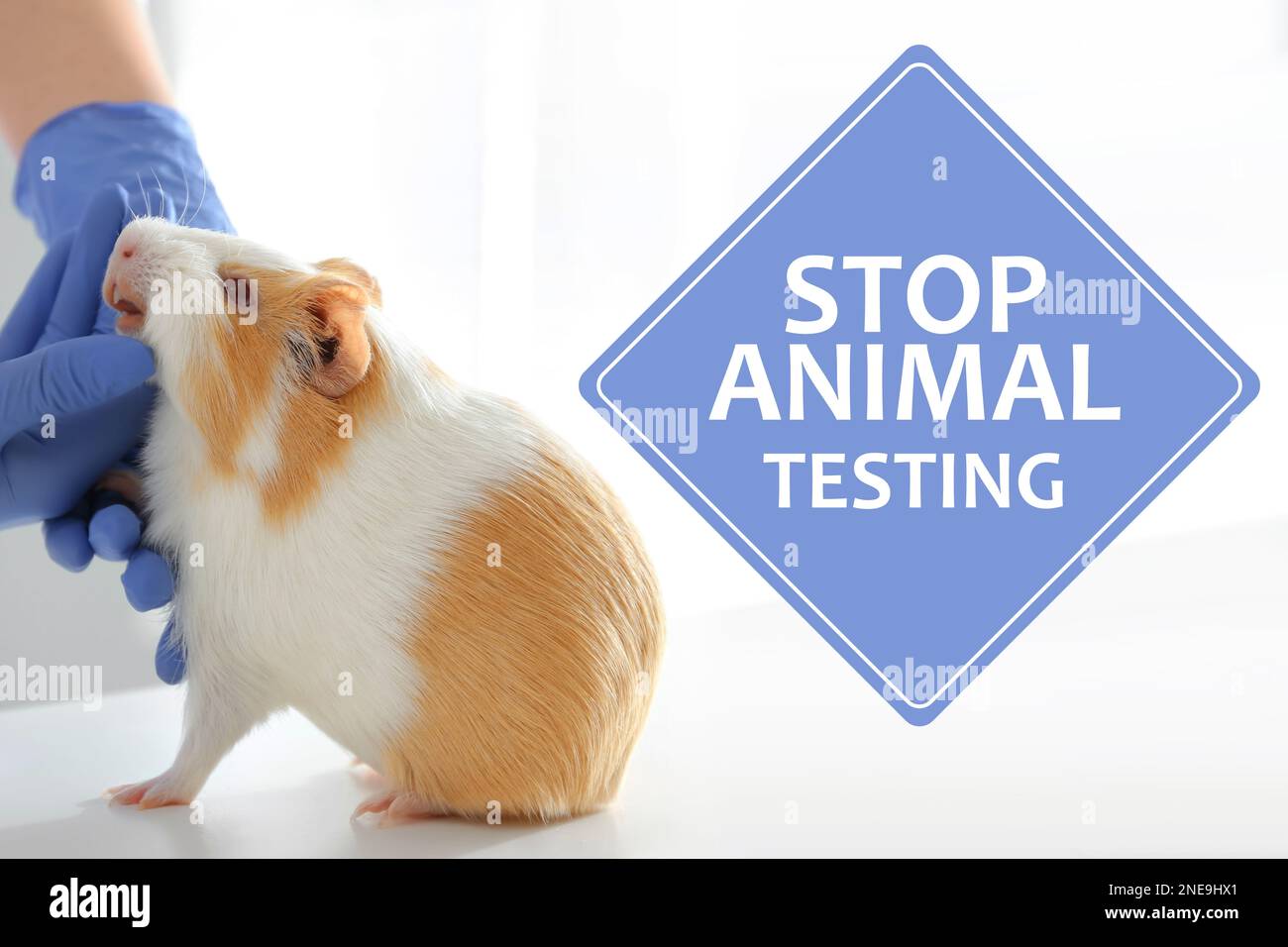 STOP ANIMAL TESTING. Scientist with guinea pig, closeup Stock Photo - Alamy