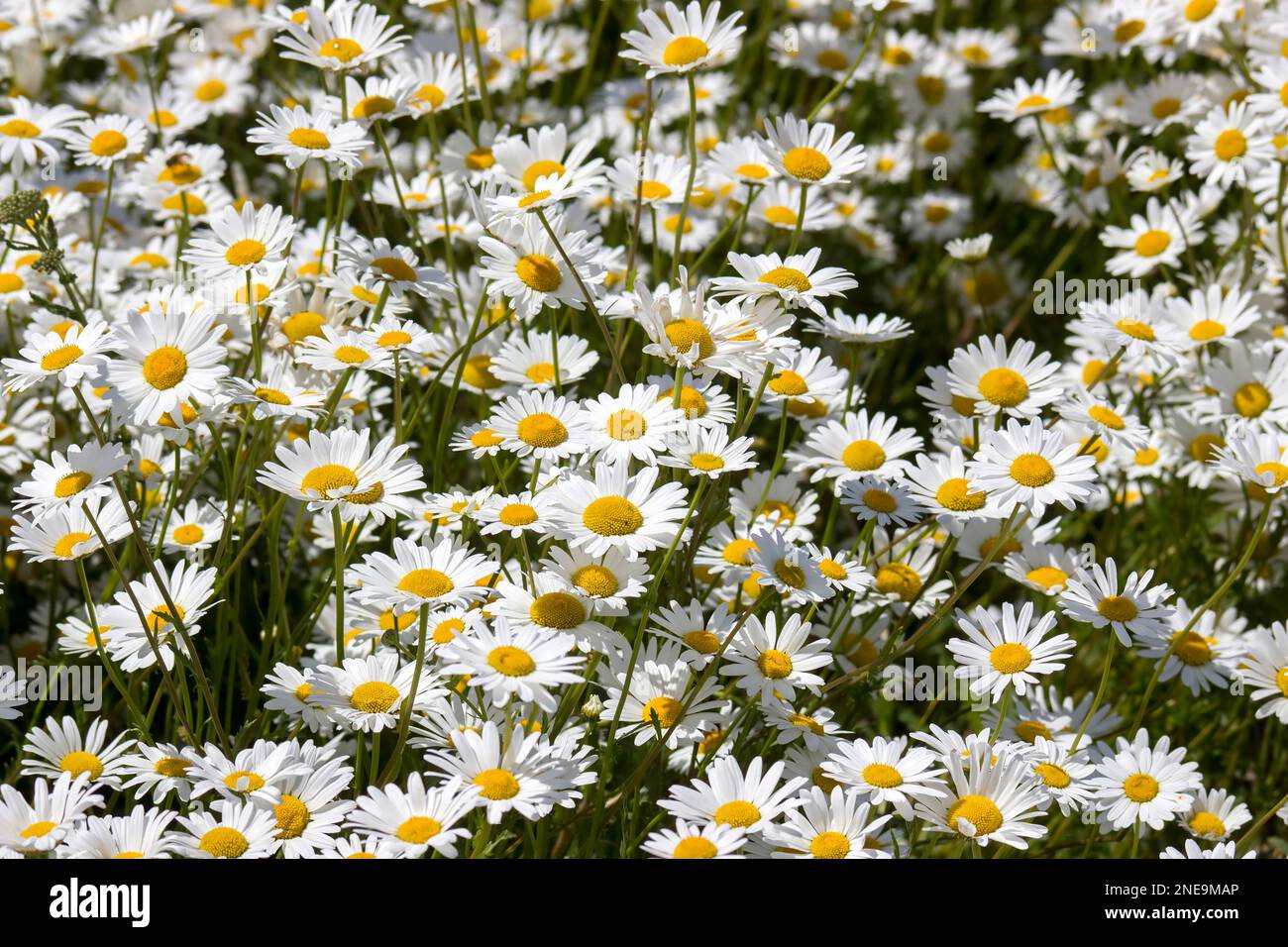 Ox-eye Daisy (Leucanthemum vulgare) in garden - close up Stock Photo ...