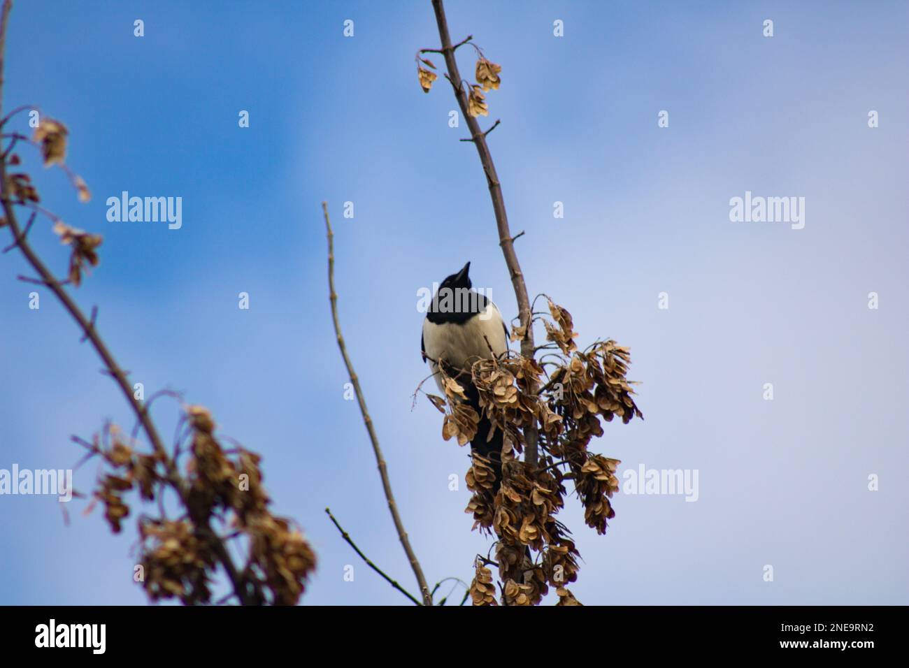 Black and white magpie on top of a tree 17.02.2023 Bialystok Poland ...