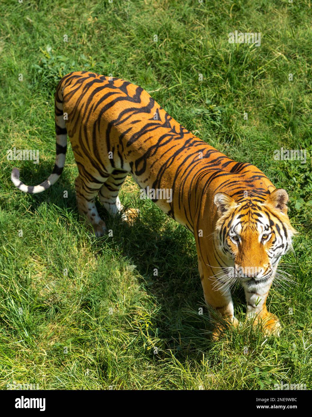 A Tiger Standing on A Patch of Grass from Above Stock Photo - Alamy