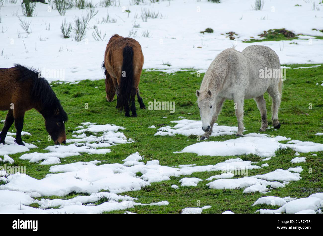 indigenous horses from the north of Portugal called garranos grazing in ...