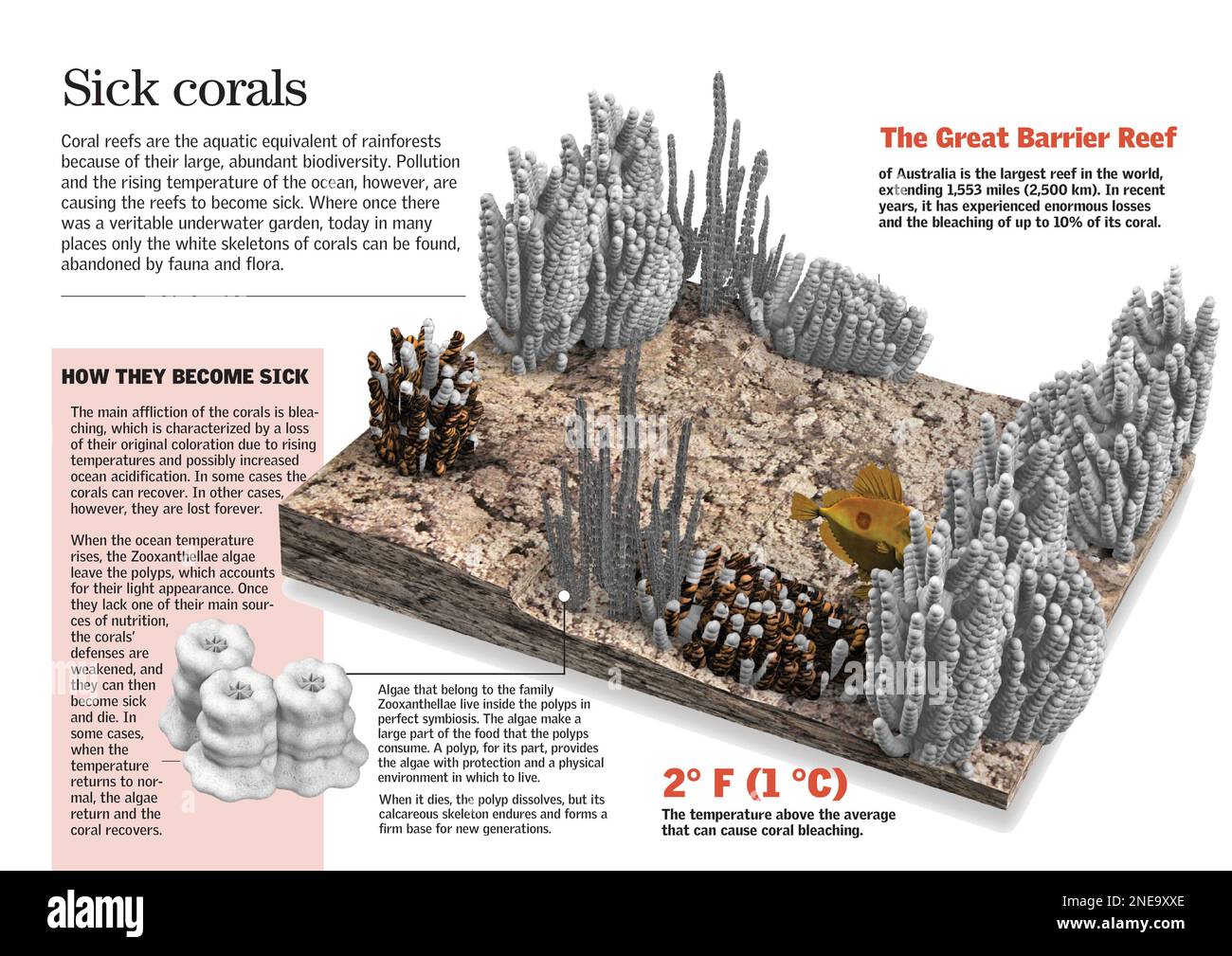 Infographic about sick coral reefs and about the causes that make them ...