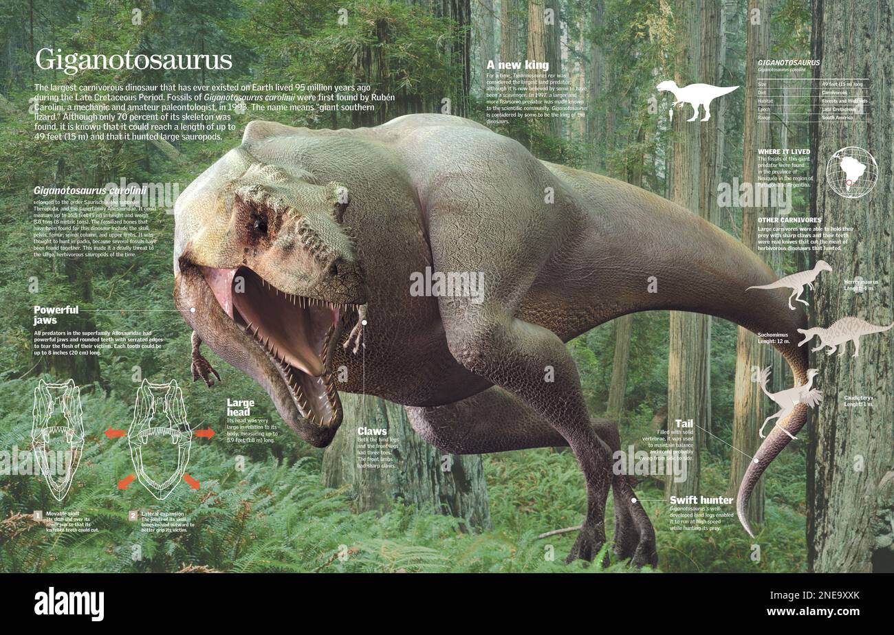 Infographic of the characteristics and habitat of Giganotosaurus, the ...