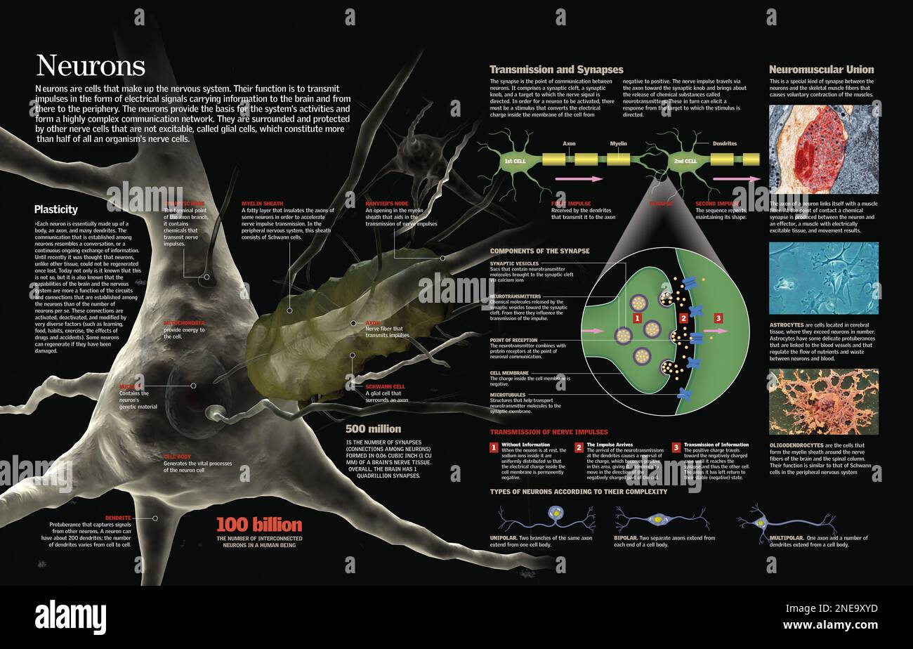 Infographic of the different types of neurons and the process they ...