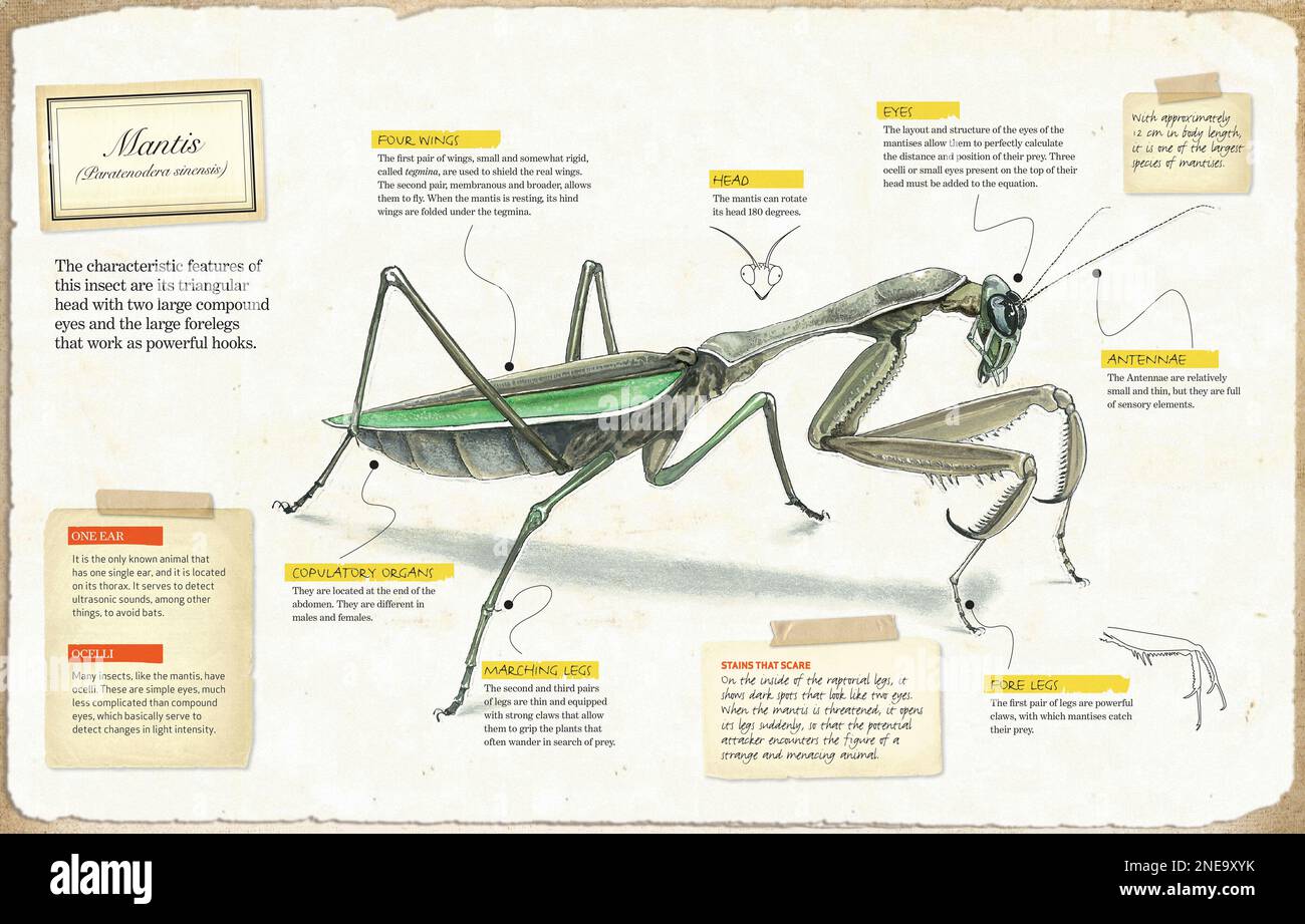 Praying Mantis Anatomy