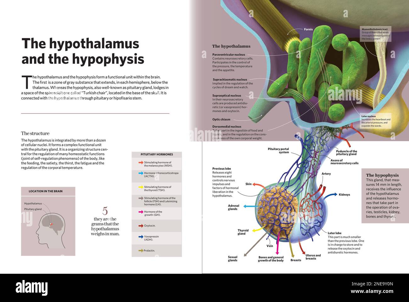 Infographic about the hypothalamus and the pituitary gland, which both ...