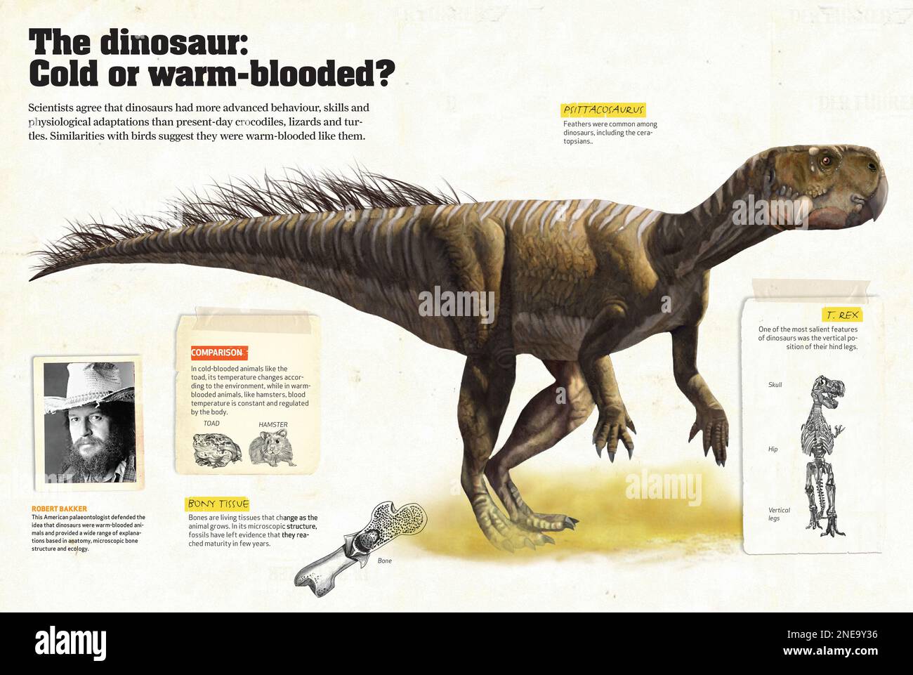 Infographics about the possibility of dinosaurs being warm-blooded ...