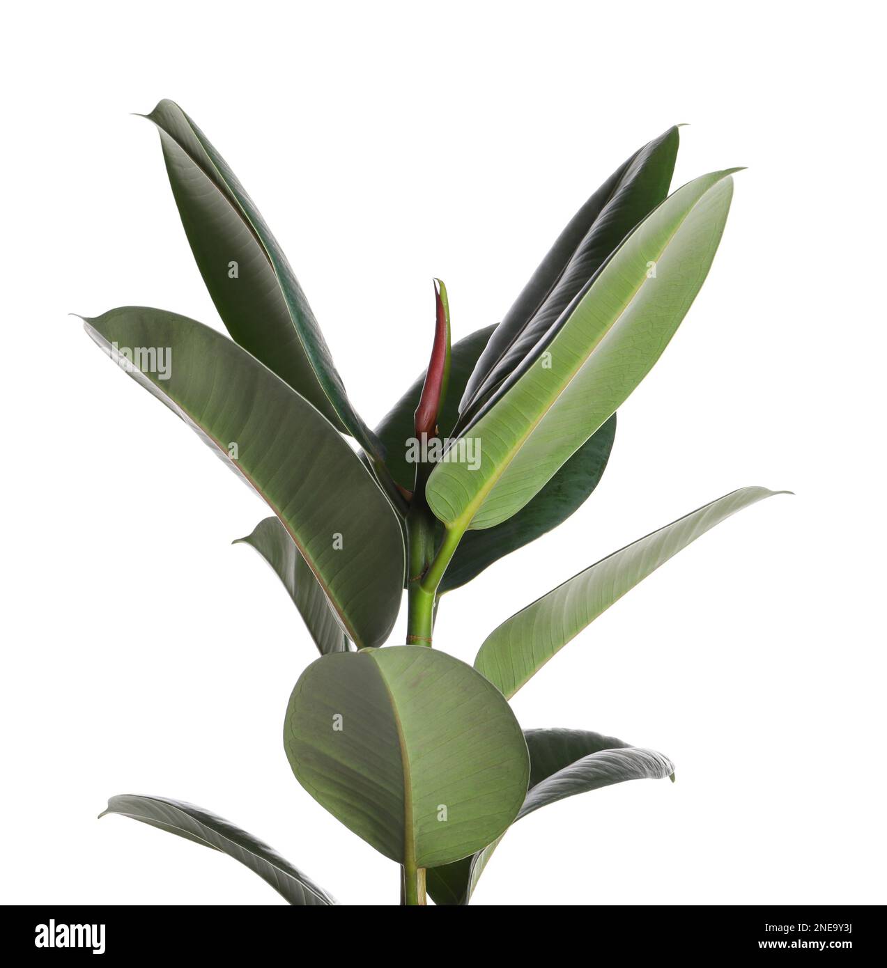 Ficus elastica plant with fresh green leaves on white background Stock ...