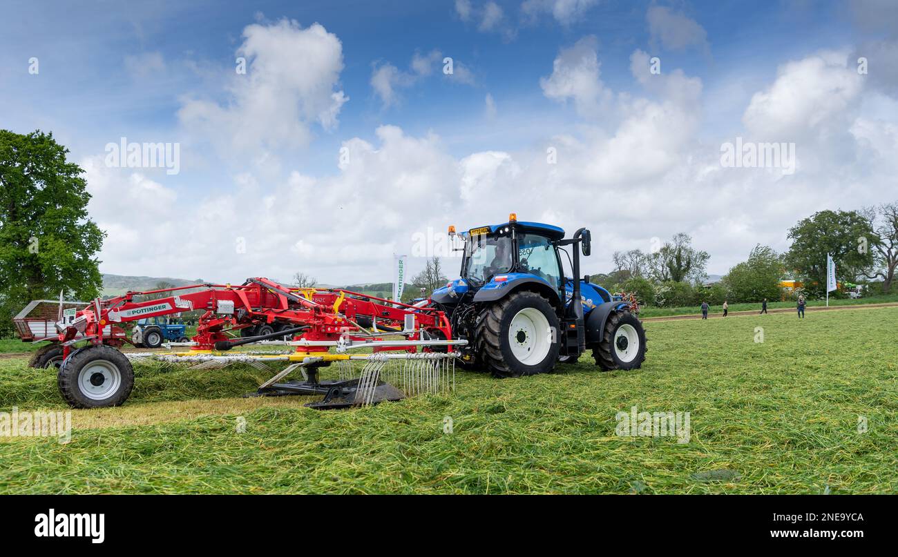 Rowing up wilted grass ready for silaging with a New Holland tractor ...