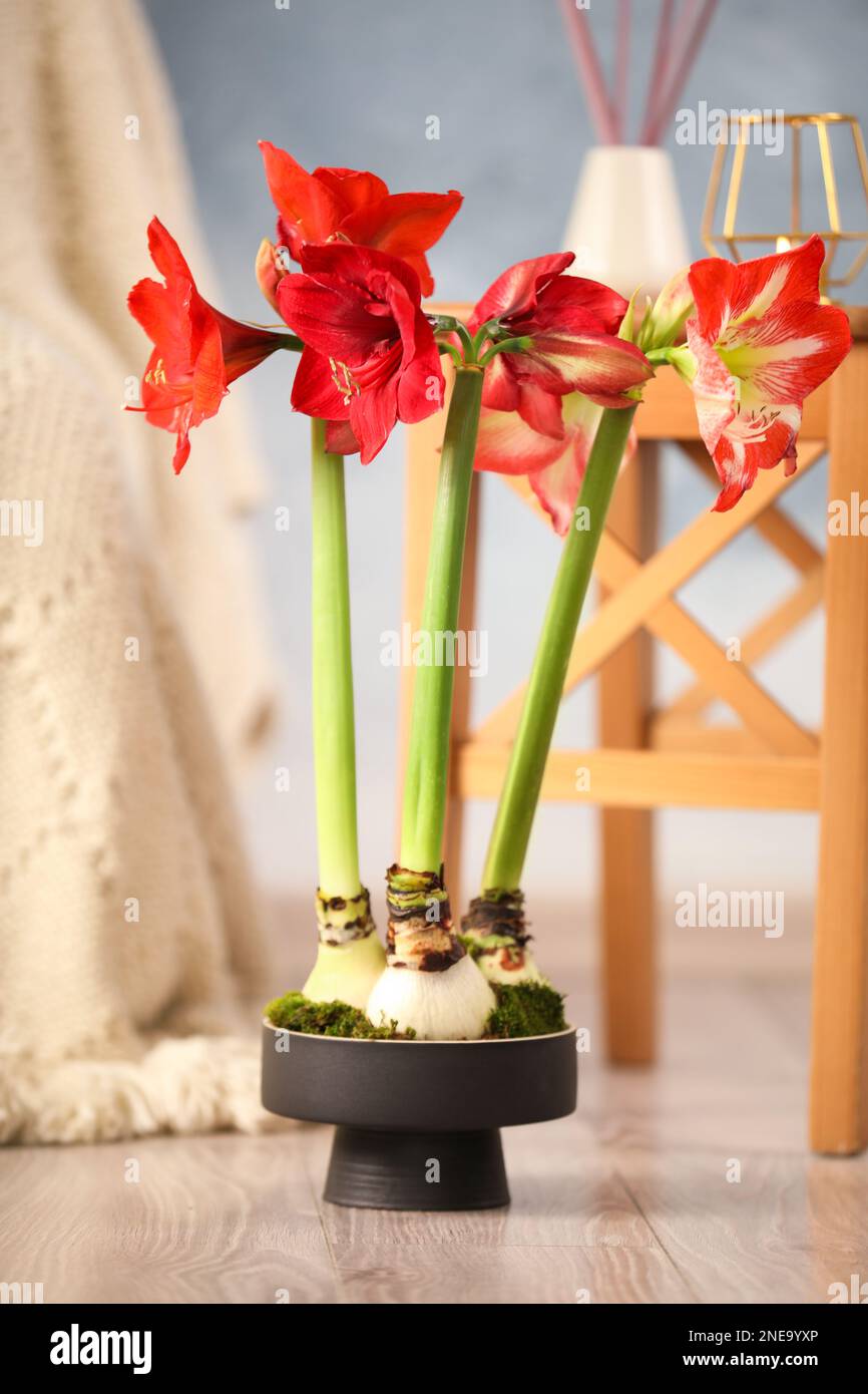 Beautiful red amaryllis flowers on floor in room Stock Photo - Alamy