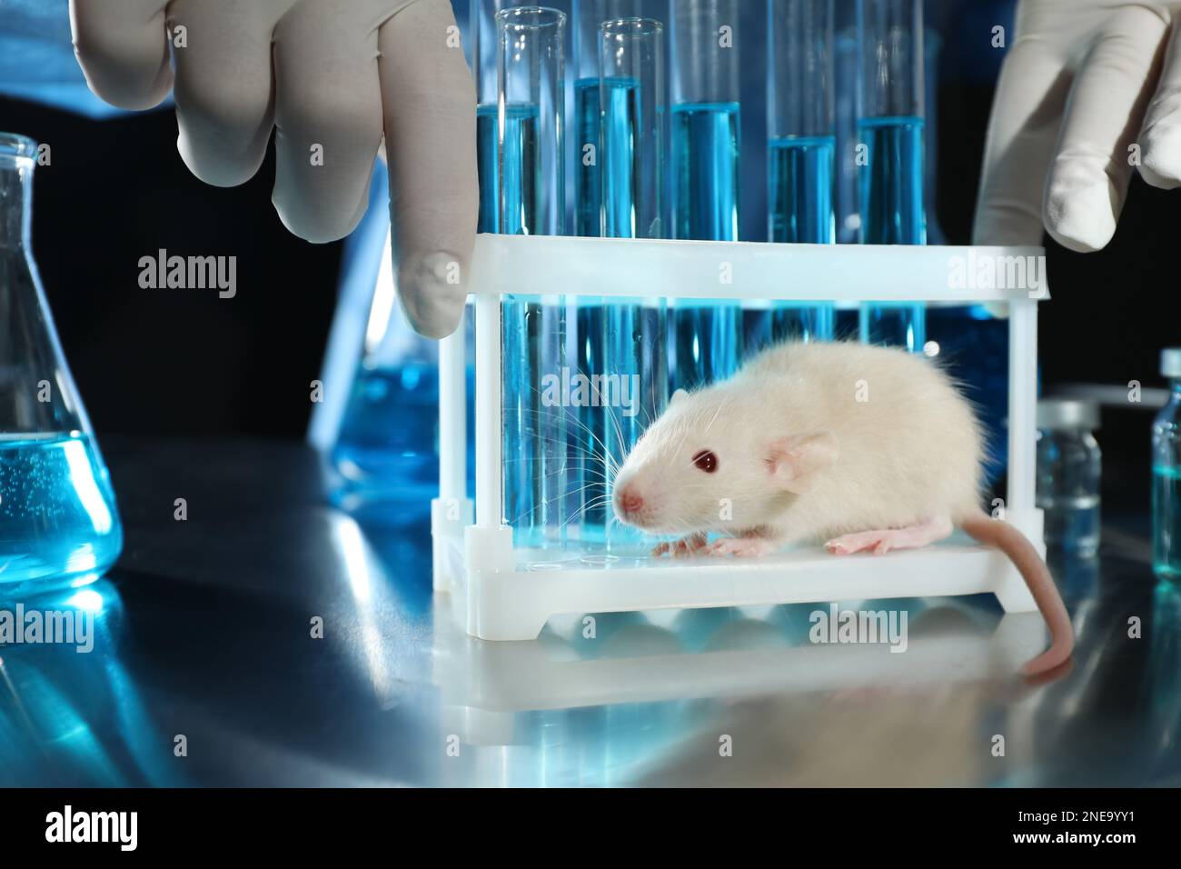 Scientist with rat in chemical laboratory, closeup. Animal testing ...