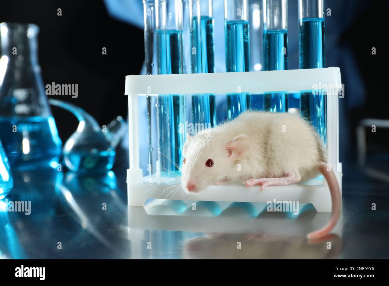 Rat laboratory hi-res stock photography and images - Alamy