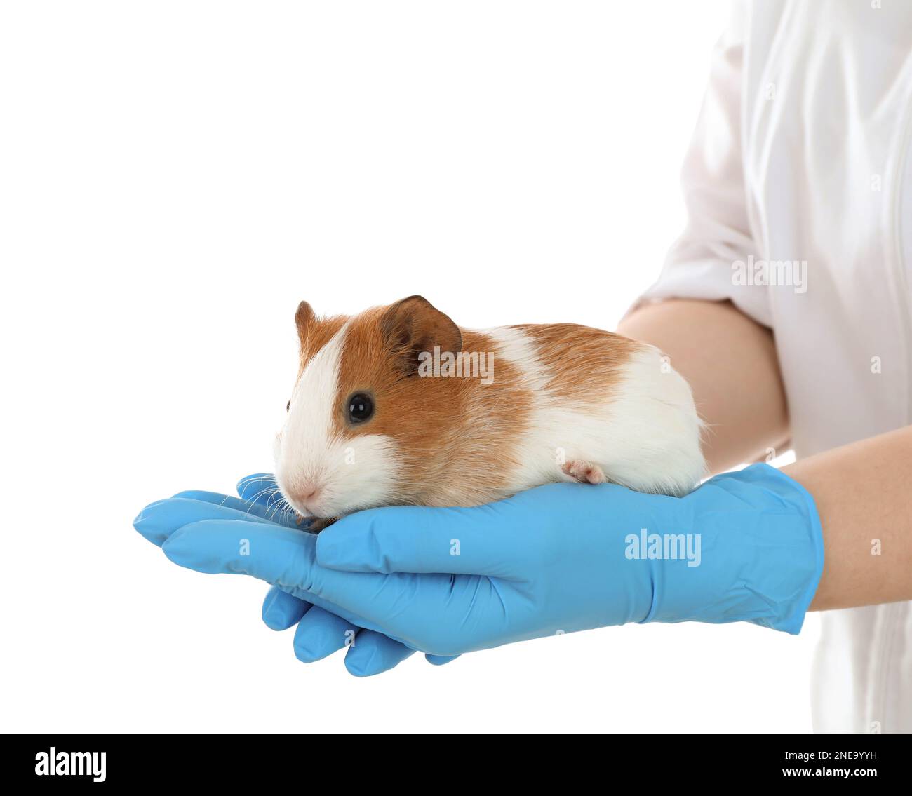 Scientist holding guinea pig on white background, closeup. Animal ...