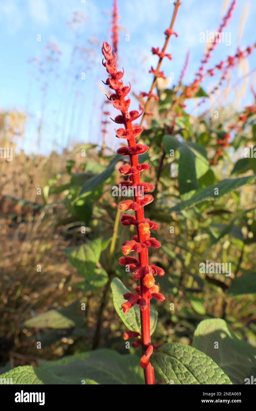 Densely packed flower beds full of decorative plants hi-res stock ...