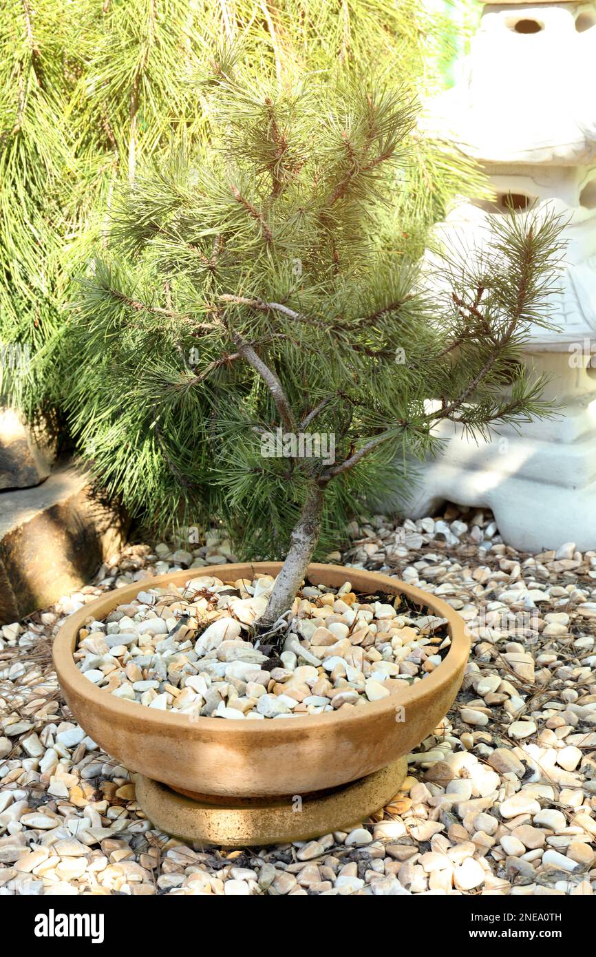 Beautiful potted Bonsai tree in garden. Landscape design Stock Photo ...