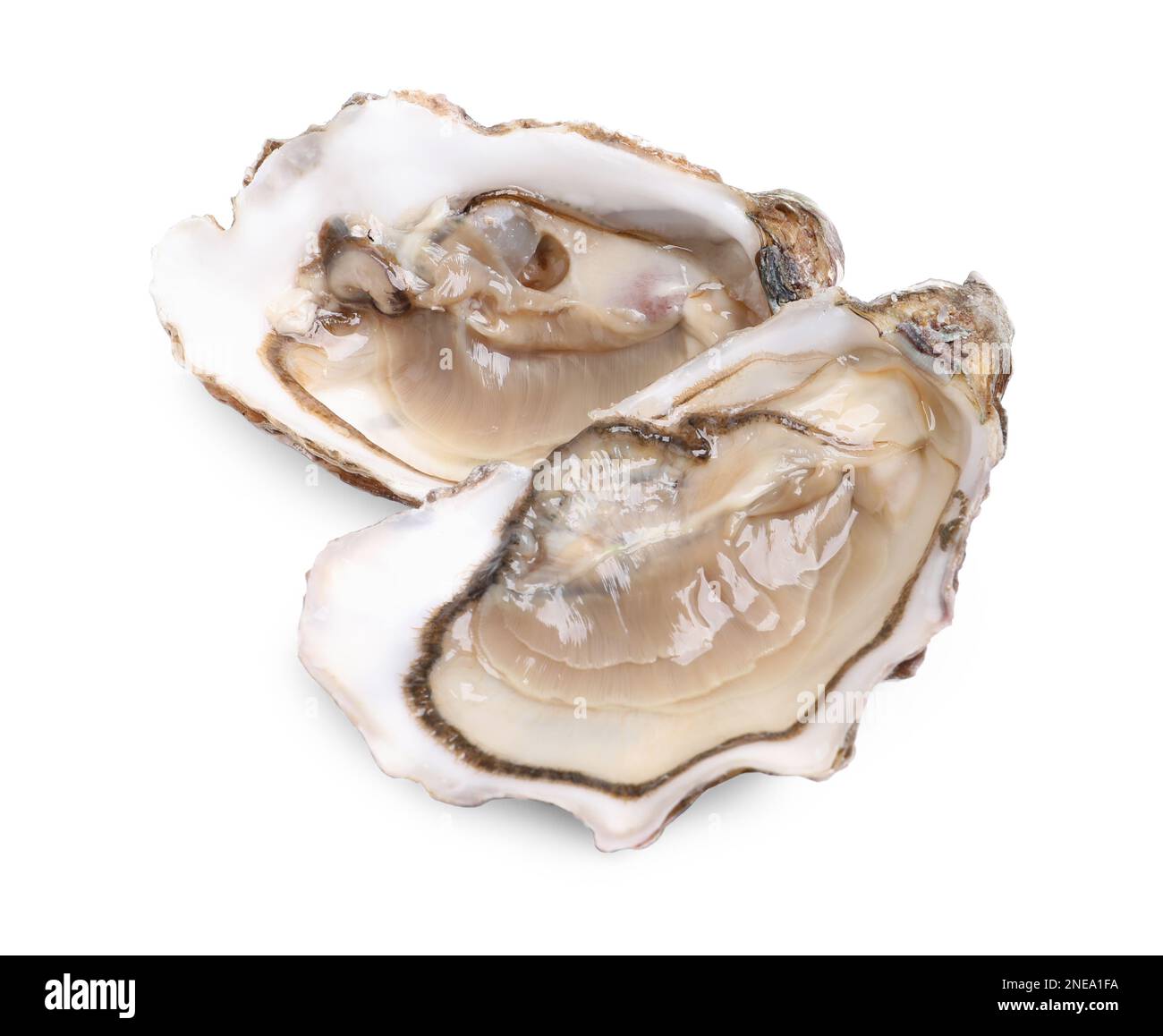 Fresh open oysters on Cut Out Stock Images & Pictures - Alamy