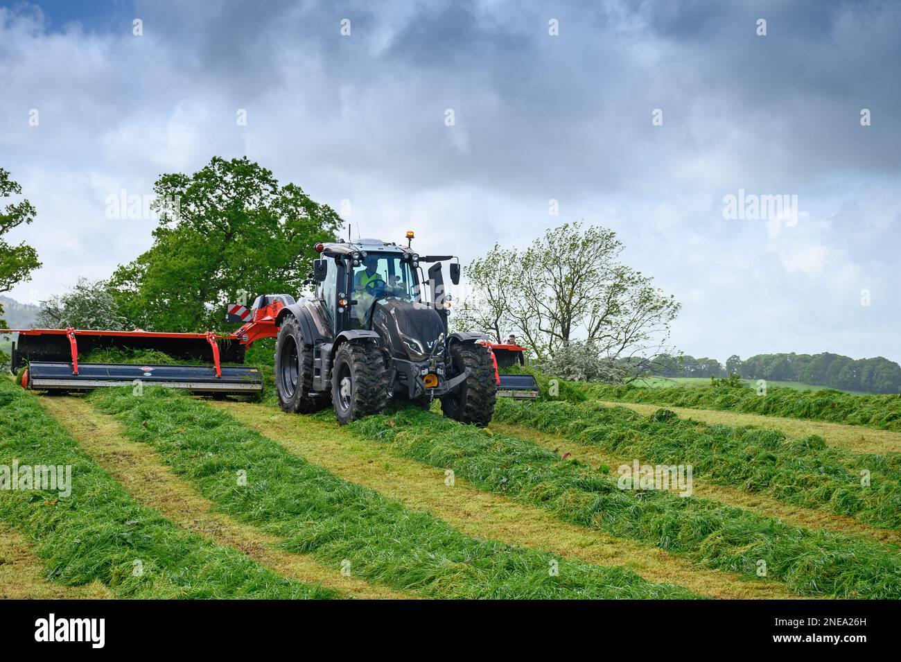 Valtra tractor using a Kuhn Merge Maxx 950 to row up grass ready to harvest on a dairy farm ...