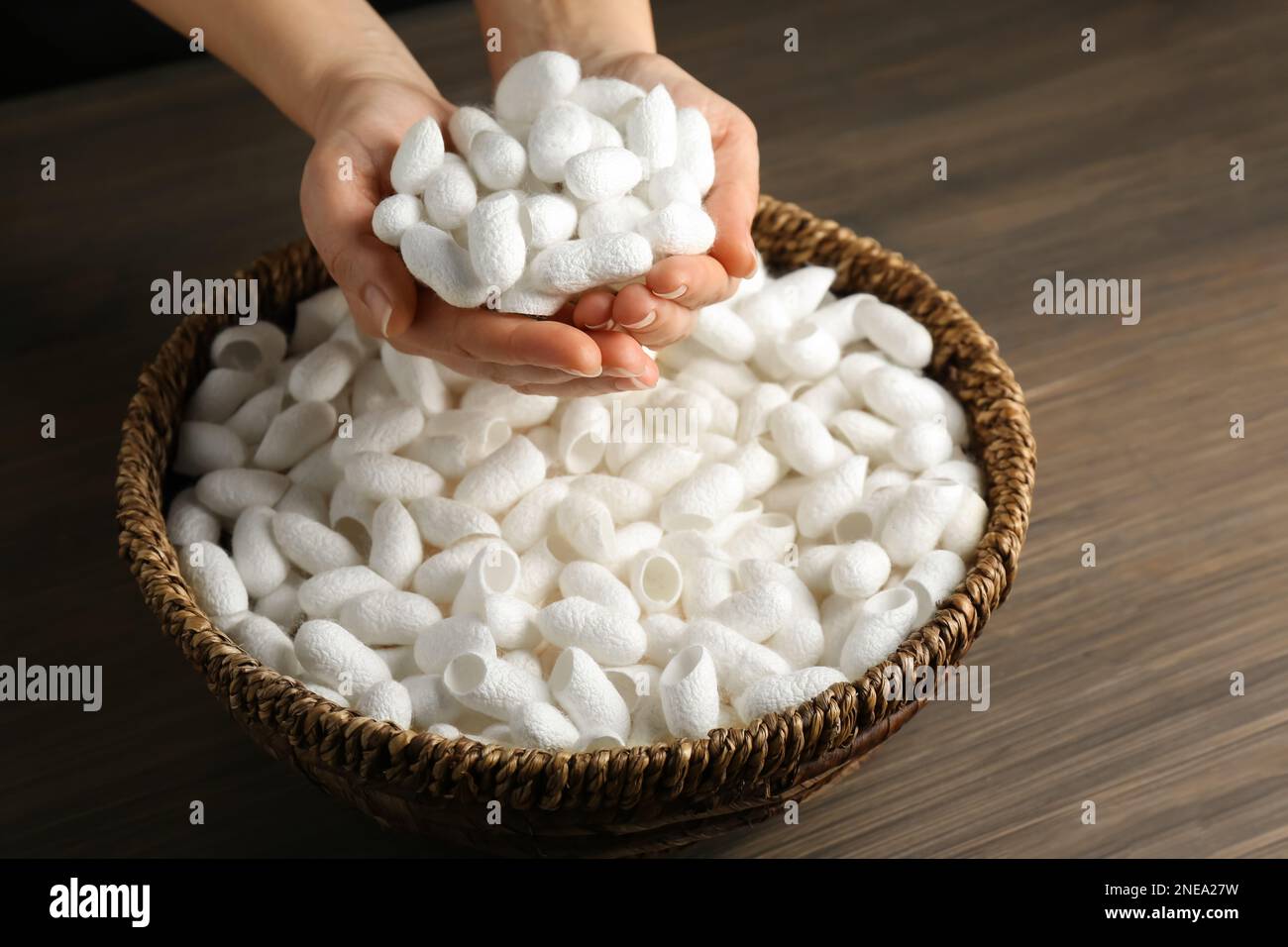 Person holding moth hi-res stock photography and images - Alamy