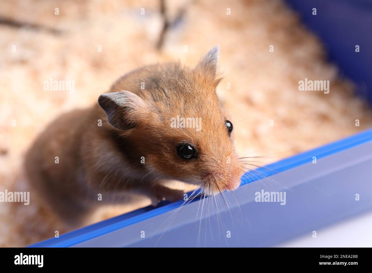 Cute little hamster in tray, closeup view Stock Photo - Alamy