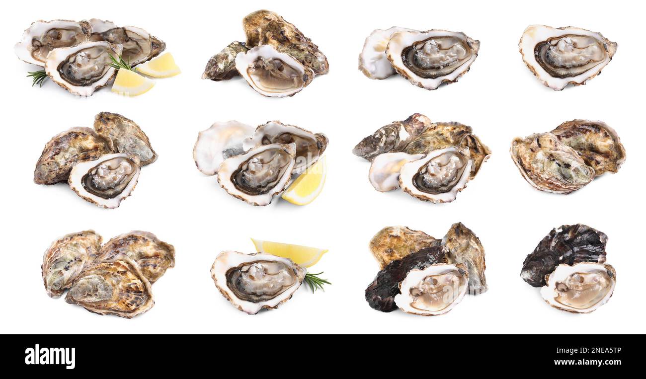 Set with fresh raw oysters on white background. Banner design Stock ...