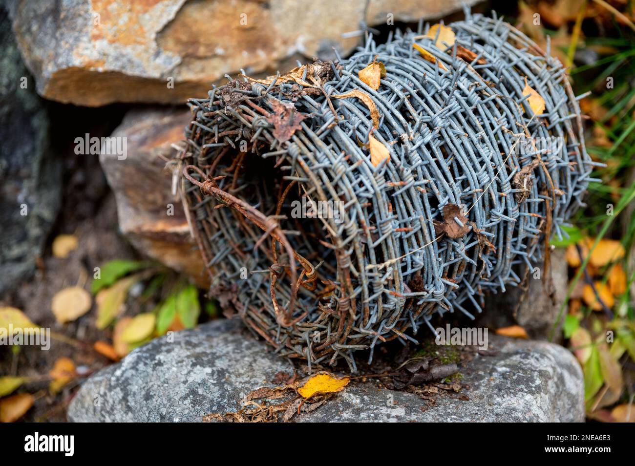 View of rusty coil of old barbed wire on a stone, close-up photo Stock ...