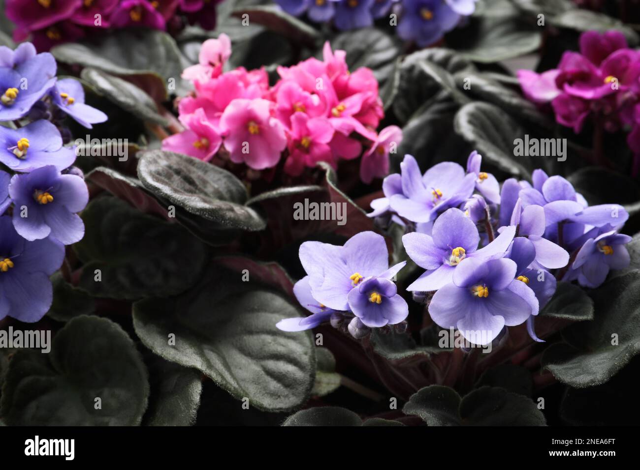 Beautiful blooming violets as background. Plants for house decor Stock ...