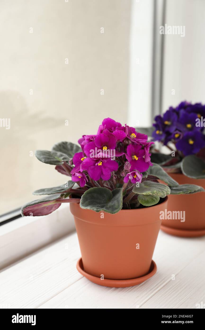 Beautiful potted violets on white wooden window sill. Delicate house ...
