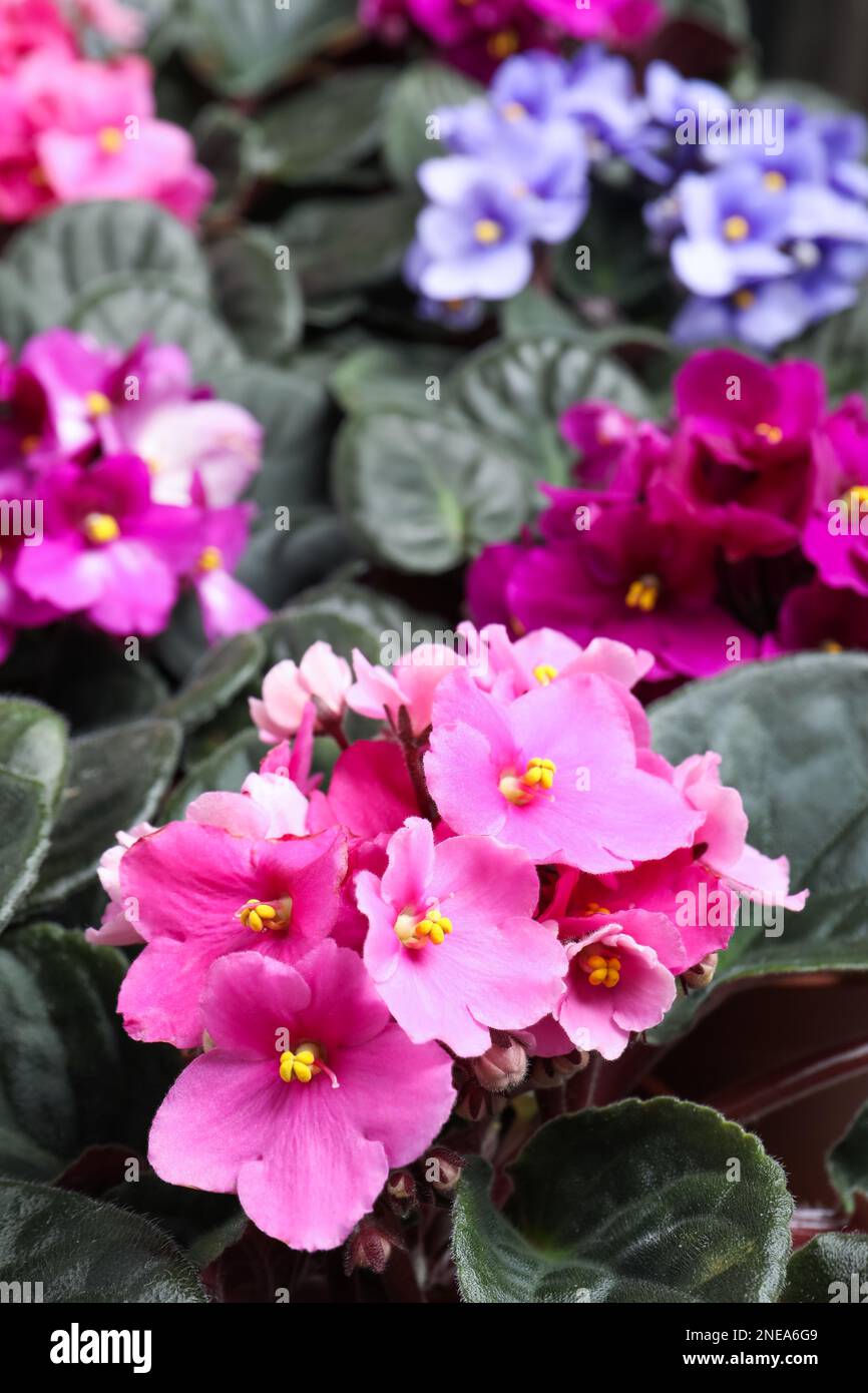 Beautiful blooming violets as background. Plants for house decor Stock ...