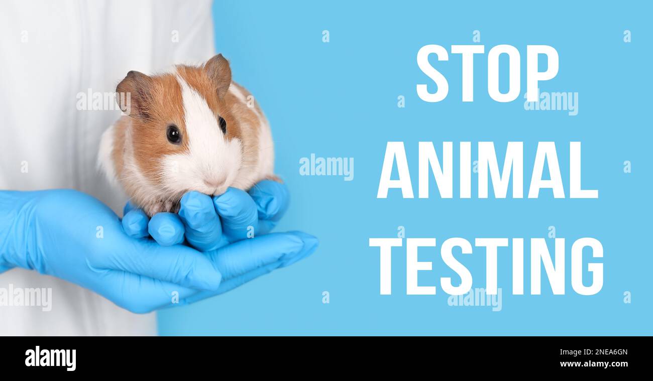 STOP ANIMAL TESTING. Scientist holding guinea pig on light blue ...