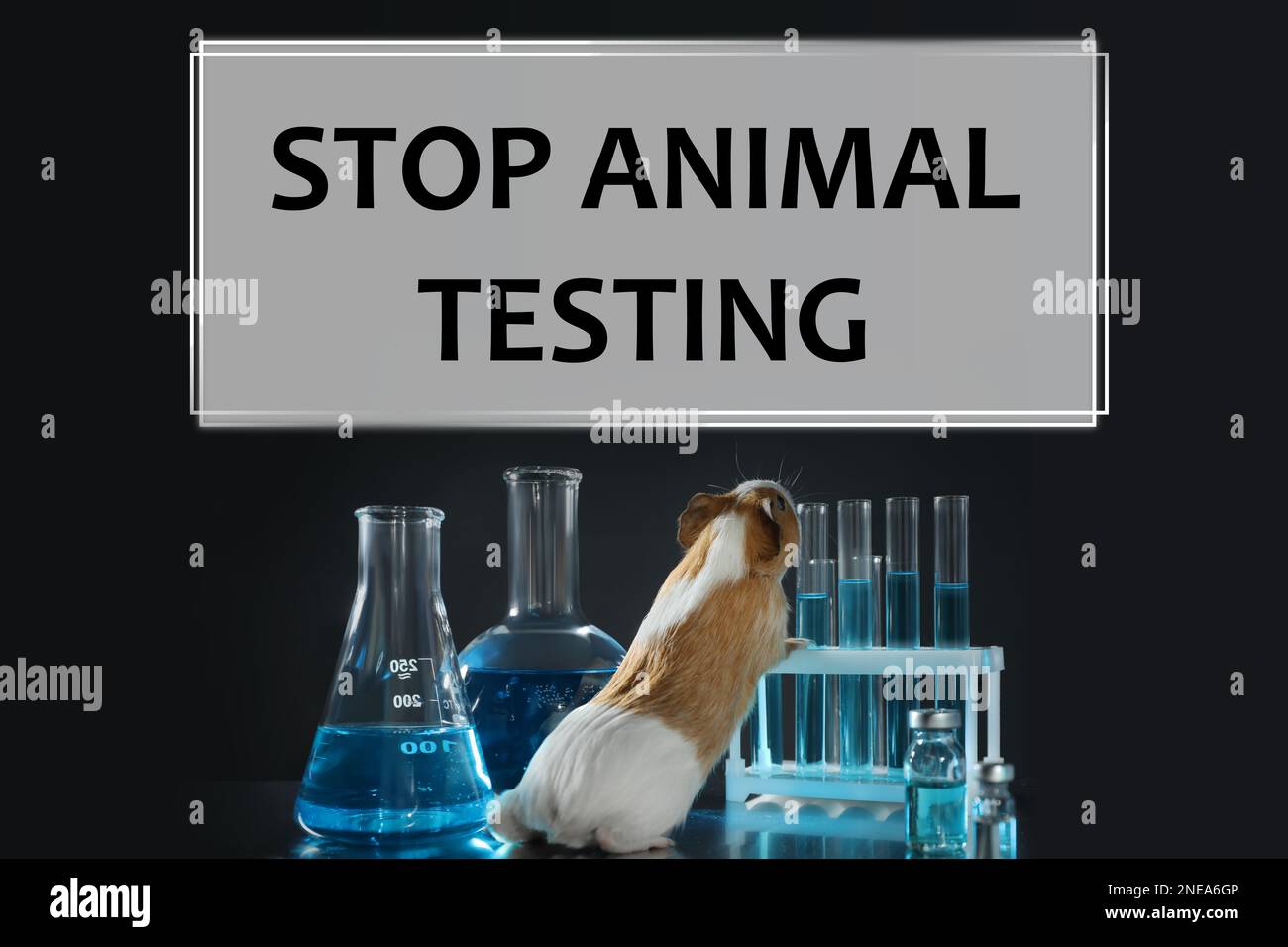 STOP ANIMAL TESTING. Guinea pig and laboratory glassware on table Stock ...