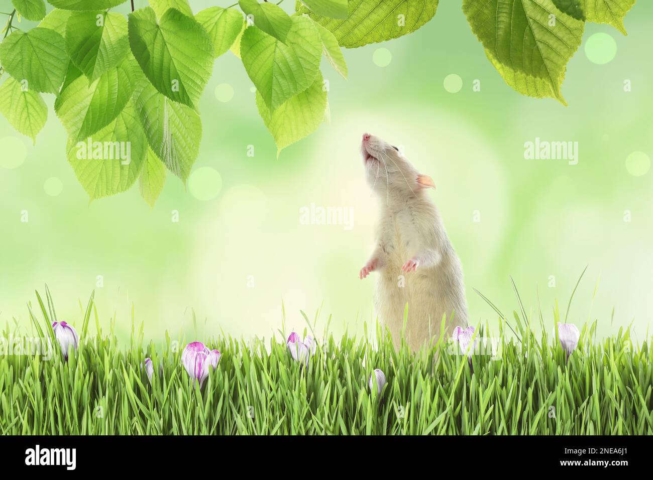 Cute little rat in green grass with flowers outdoors Stock Photo - Alamy