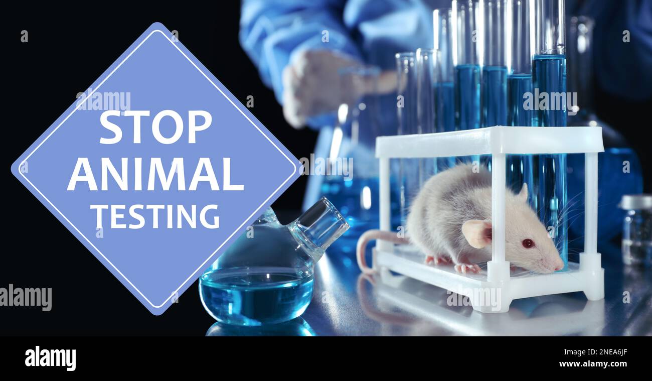 STOP ANIMAL TESTING. Rat on table in chemical laboratory Stock Photo ...