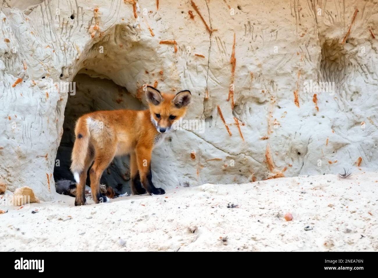 View of red fox standing near stone cave on a sandy path, close-up ...