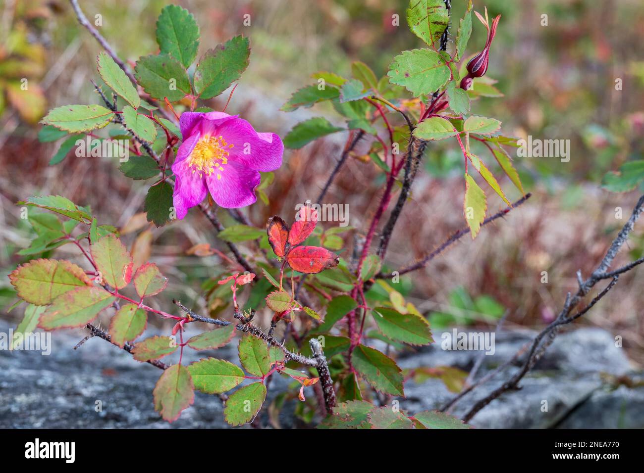 Rosa mosqueta flower hi-res stock photography and images - Alamy