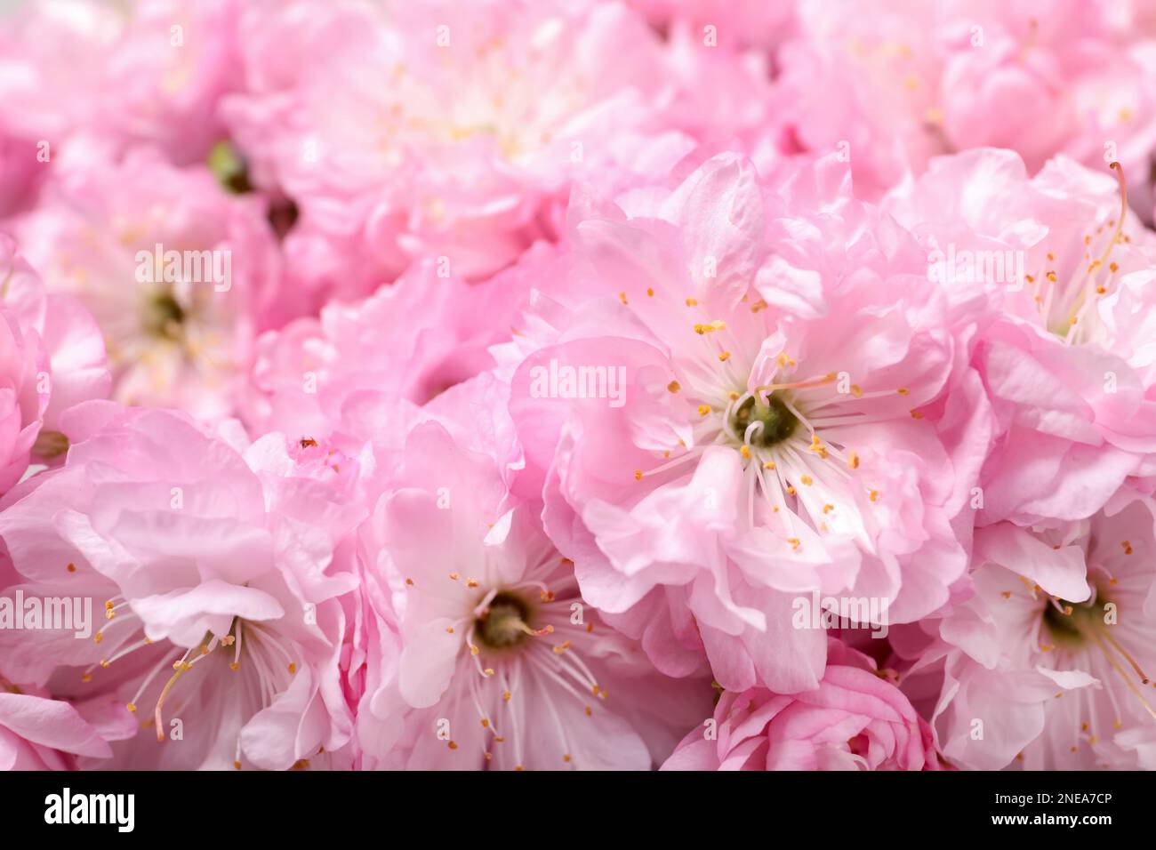 Beautiful sakura tree blossoms as background, closeup Stock Photo - Alamy