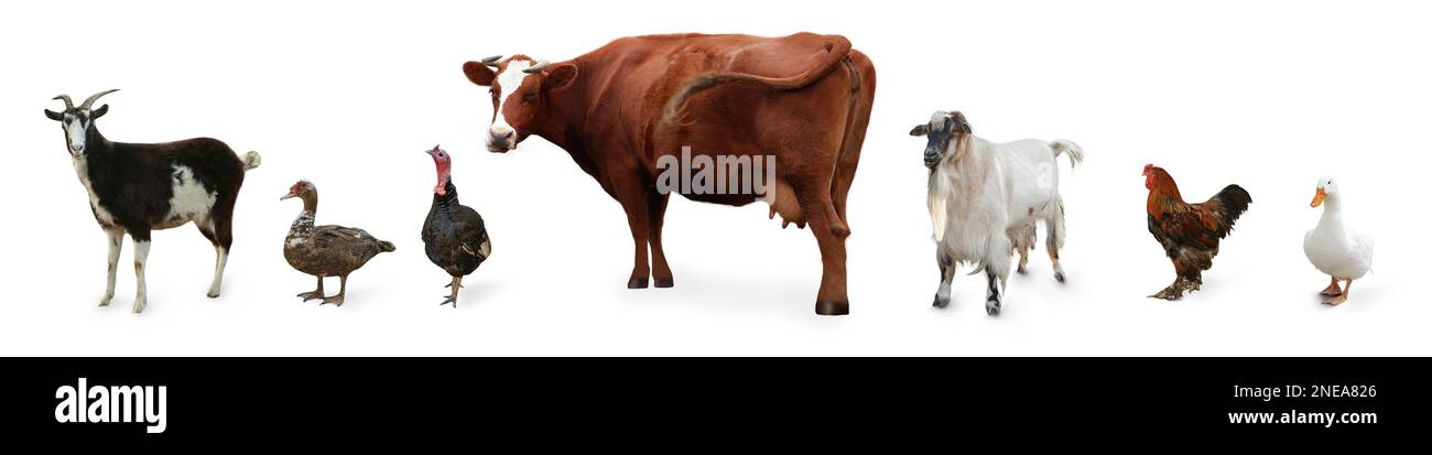 Different farm animals on white background, collage. Banner design ...