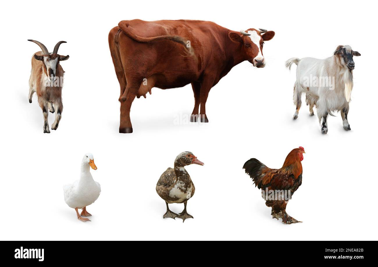 Different farm animals on white background, collage Stock Photo - Alamy