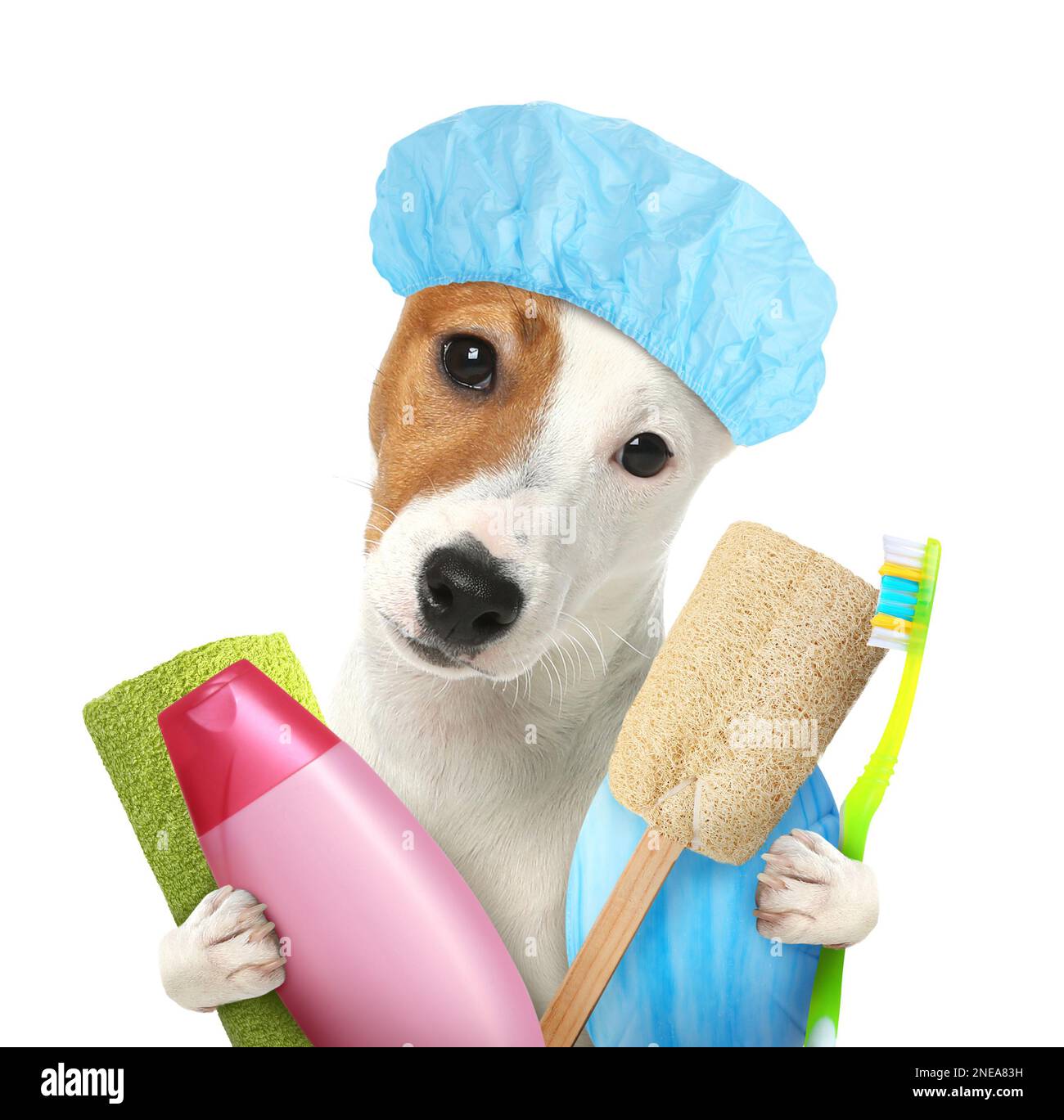 Cute funny dog with shower cap and different accessories for bathing on ...