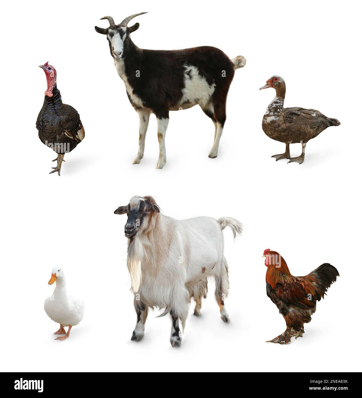 Real Farm Animals Collage
