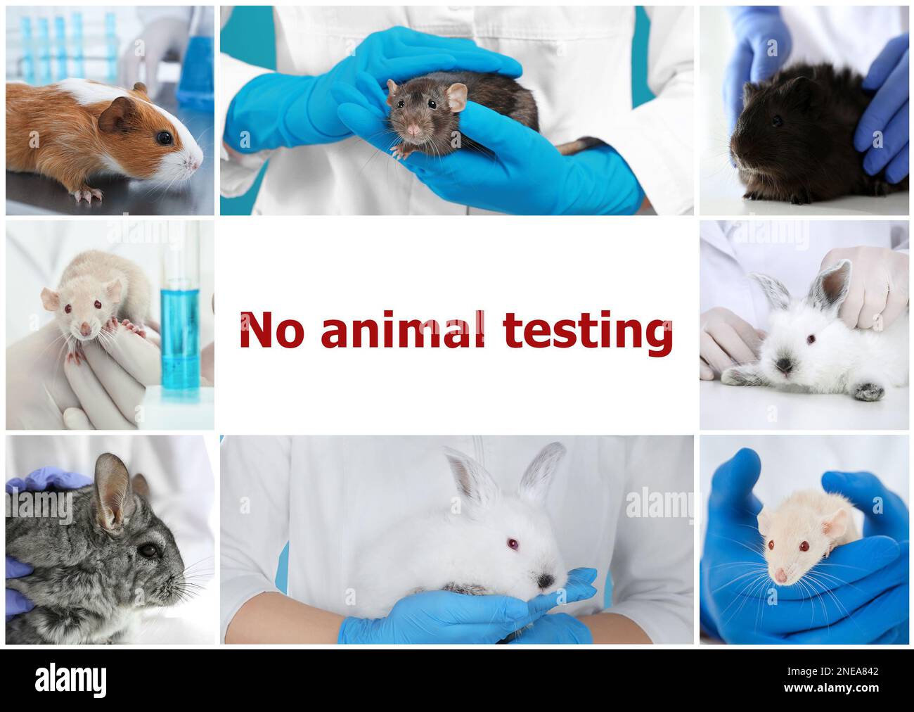 Collage with different photos and text NO ANIMAL TESTING Stock Photo ...
