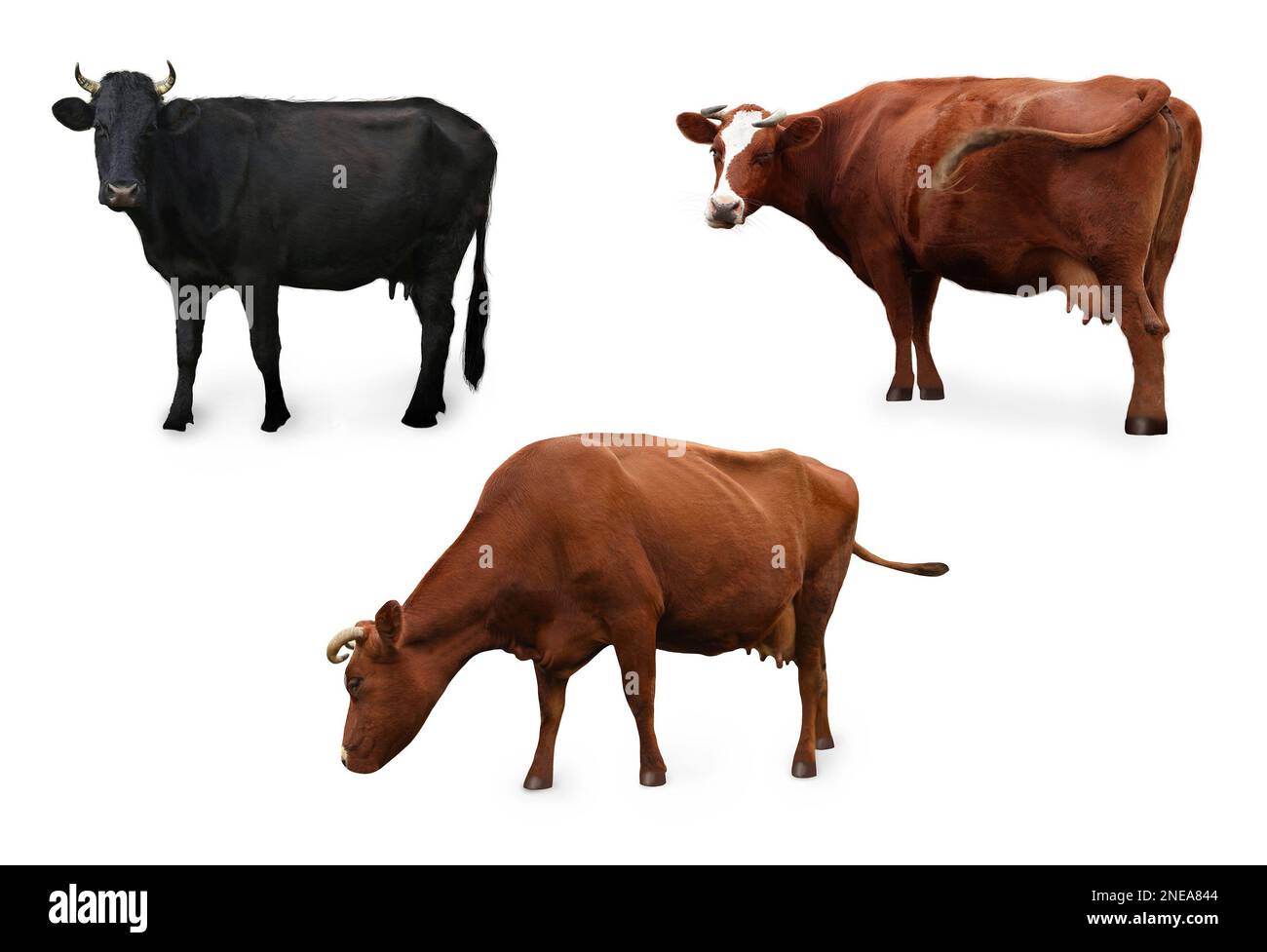 Different cows on white background, collage. Farm animal Stock Photo ...