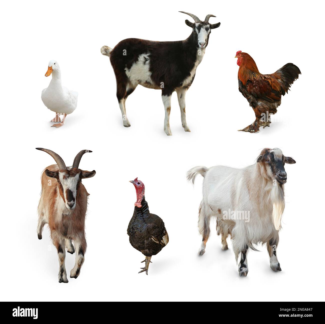 Different farm animals on white background, collage Stock Photo - Alamy