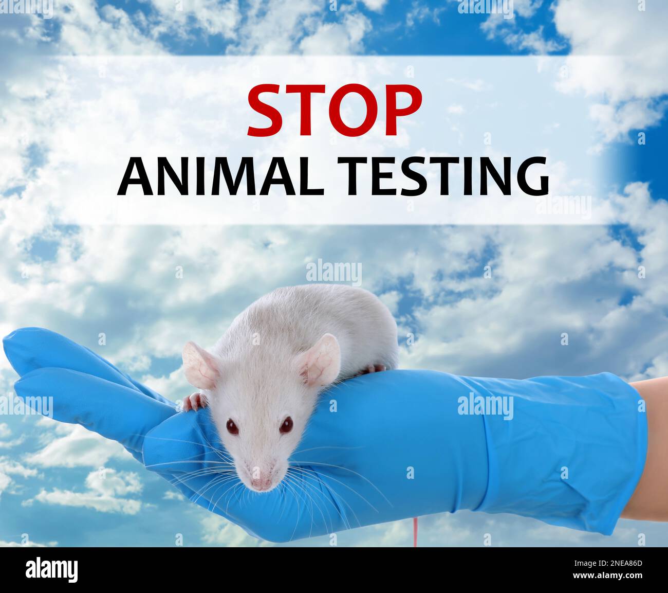 STOP ANIMAL TESTING. Scientist holding rat against blue sky, closeup ...