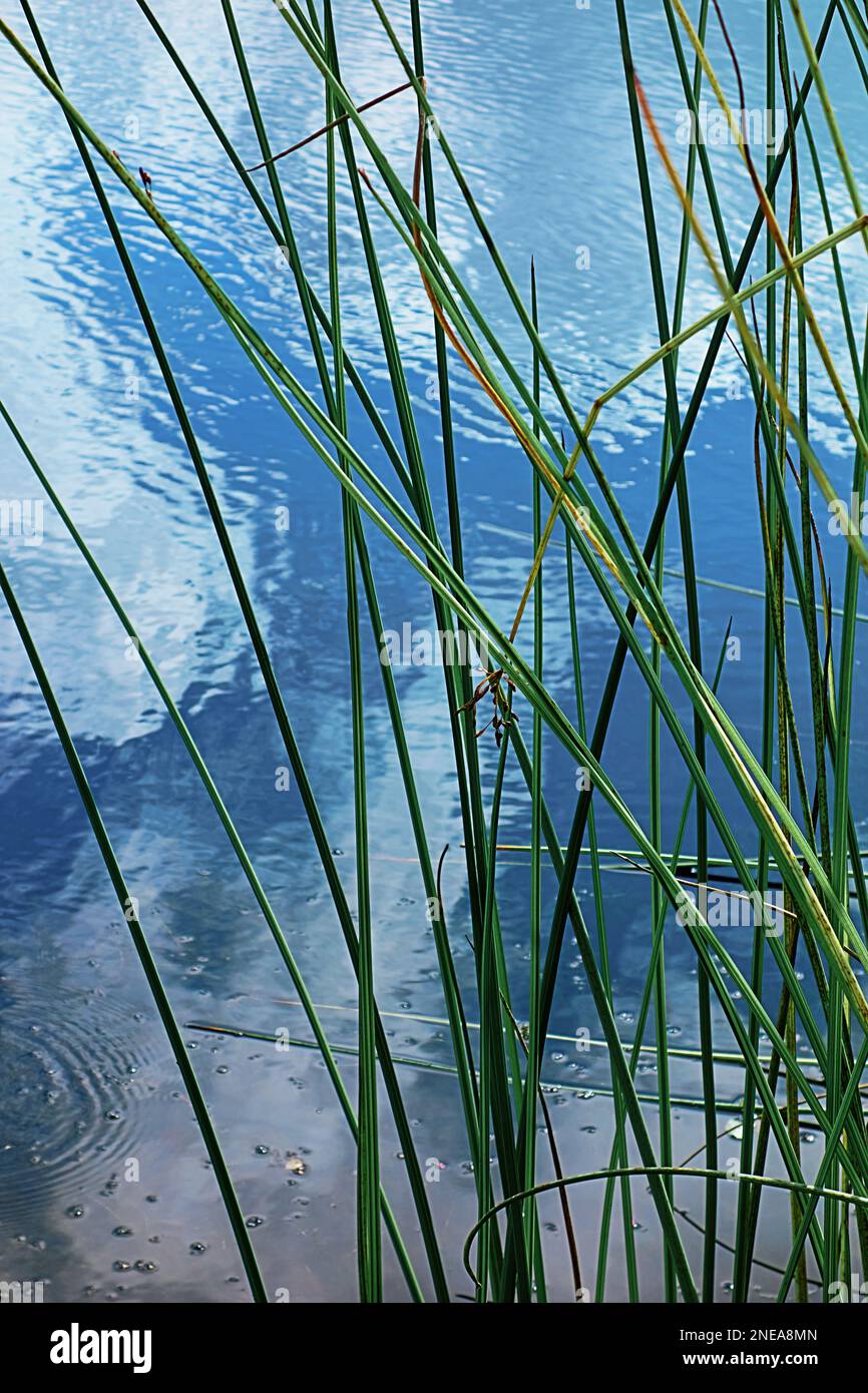 Stems of grasses next to a river Stock Photo - Alamy