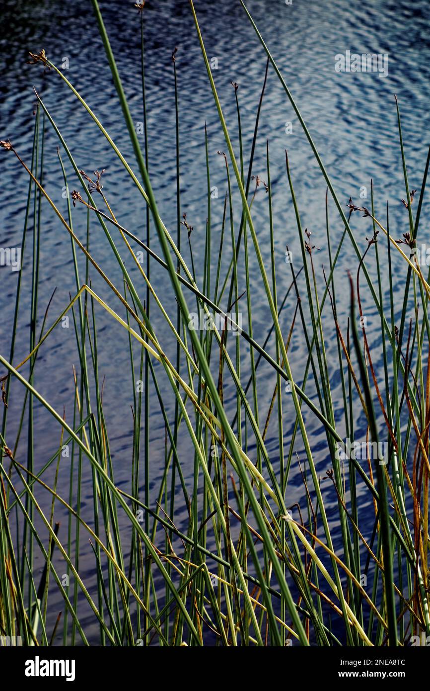Stems of grasses next to a river Stock Photo - Alamy